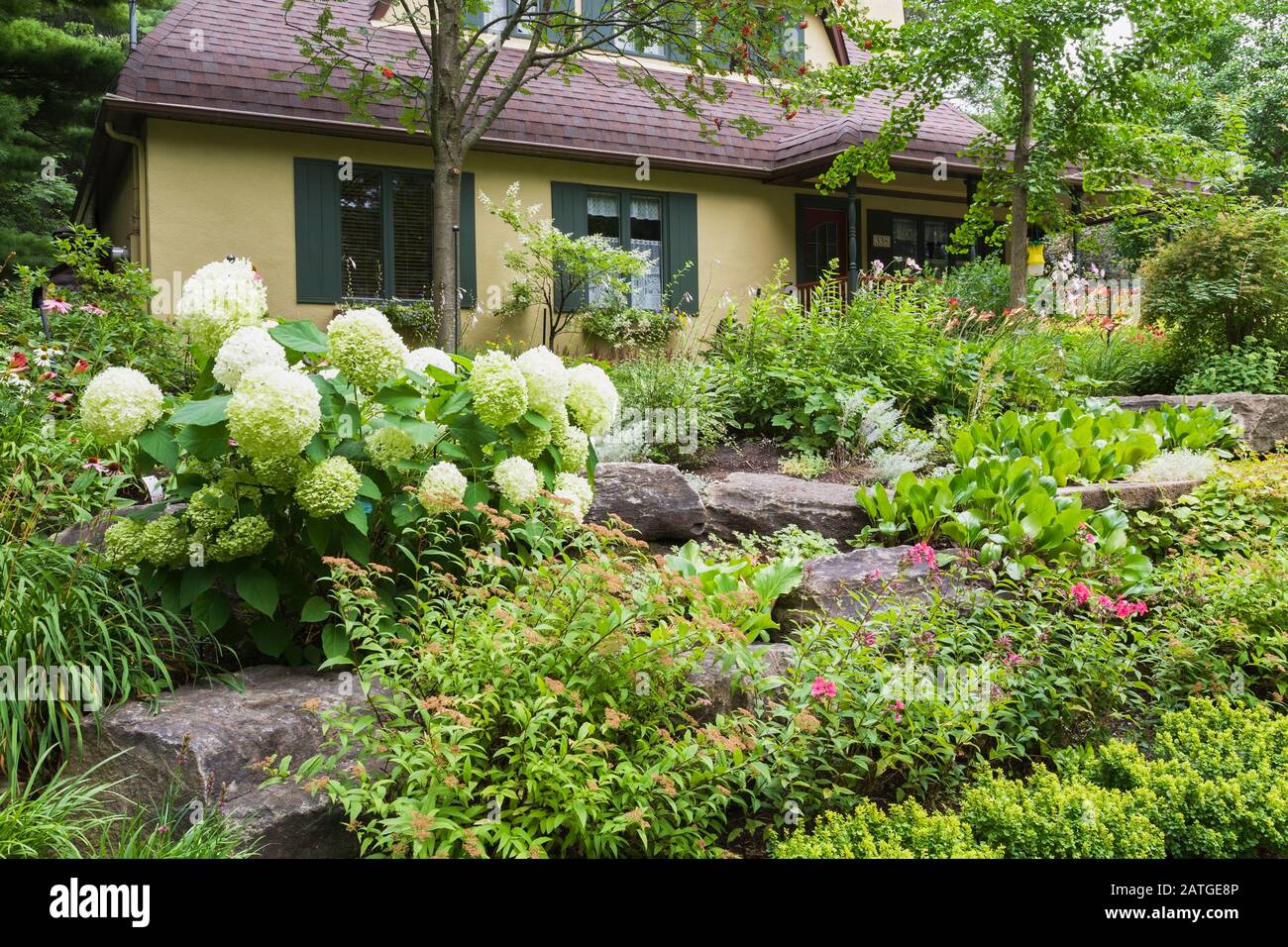 Hydrangea arborescens 'Annabelle', Spiraea bumalda 'Goldflamme ...