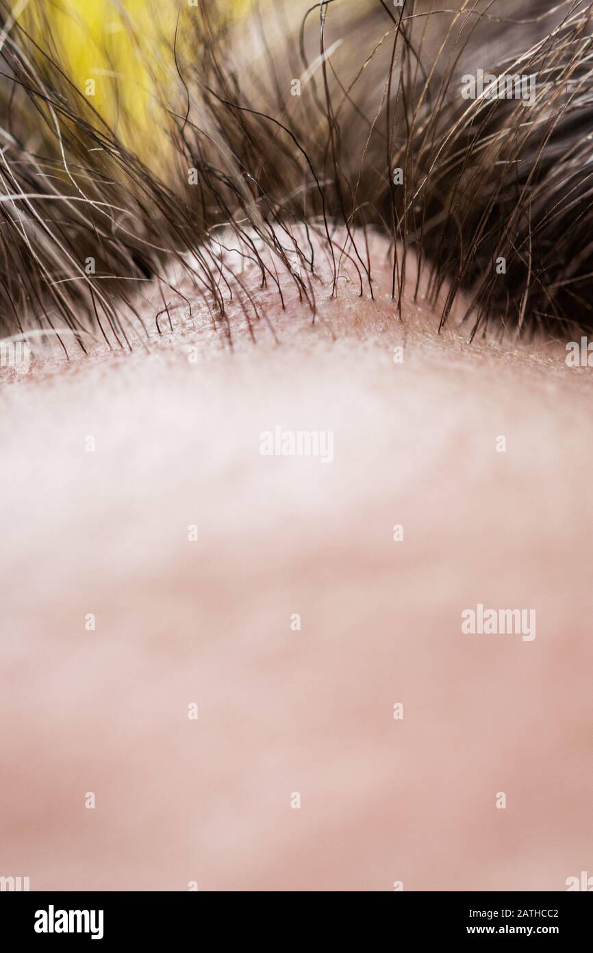 Talgzyste kopf -Fotos und -Bildmaterial in hoher Auflösung – Alamy