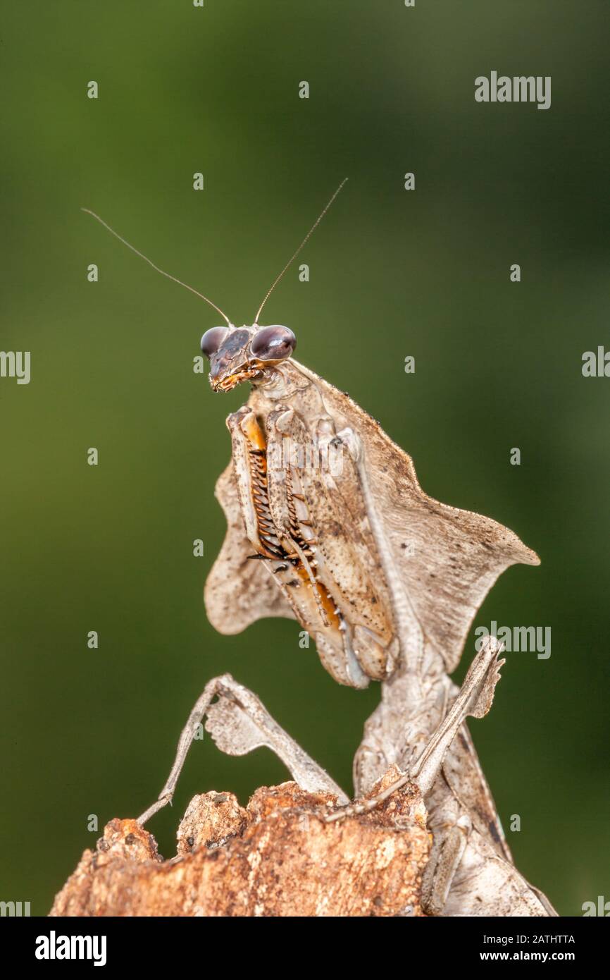 Dead Leaf Mantis (Deroplatys lobata) alias Southeast Asian Dead Leaf ...