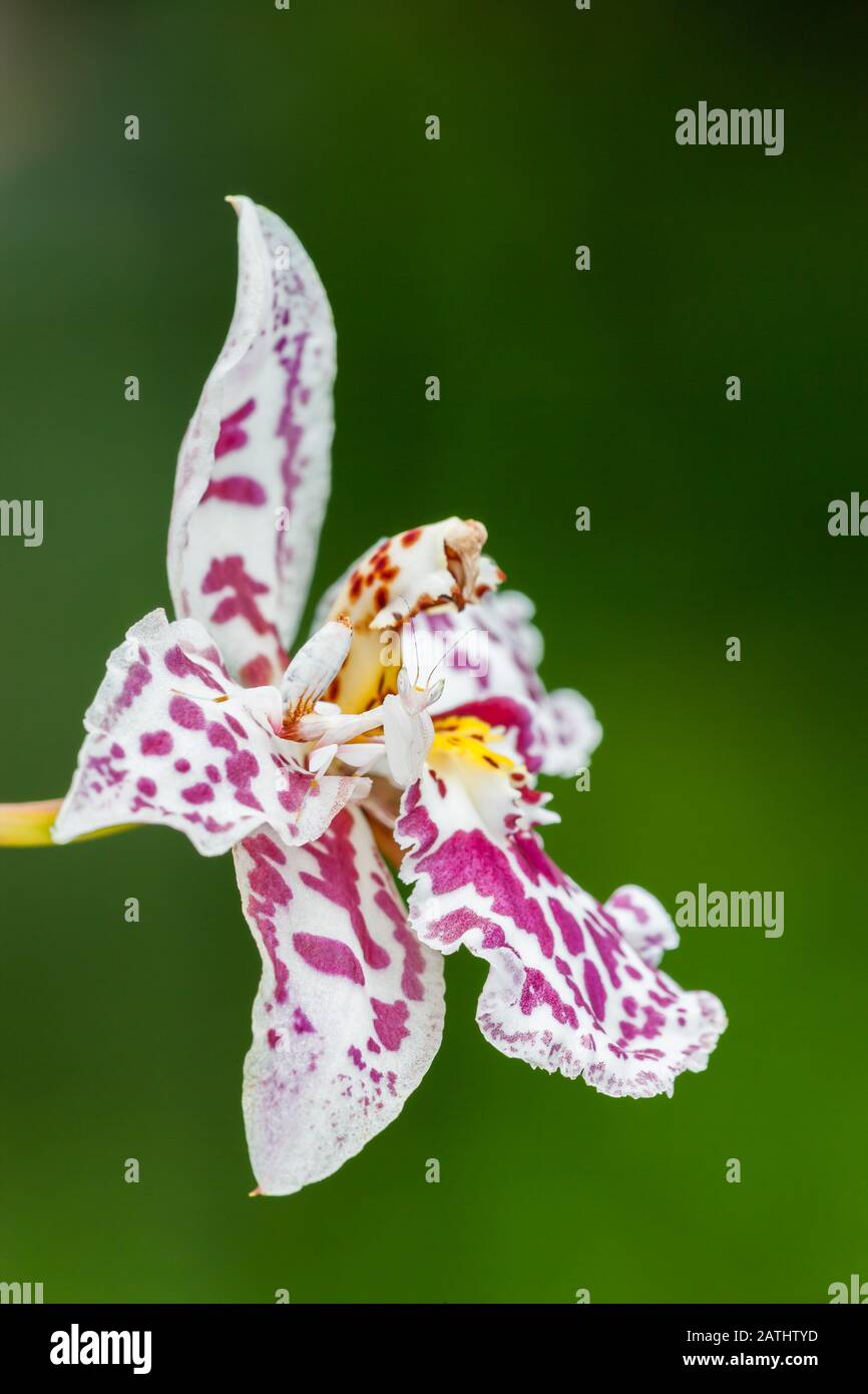 Orchid Mantis (Hymenopus coronatus) alias Walking Flower Mantis. Nymphe ...