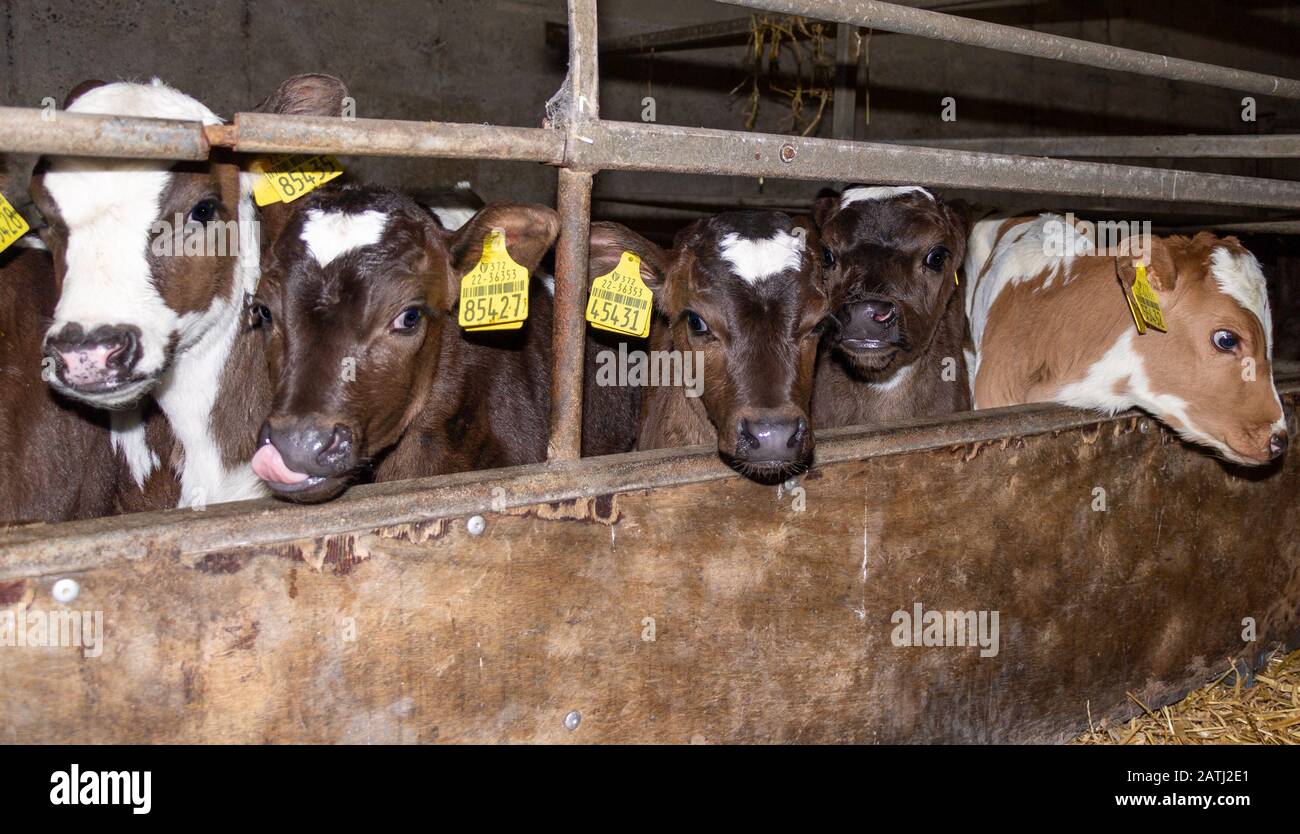 Kuh in einem gehege -Fotos und -Bildmaterial in hoher Auflösung – Alamy