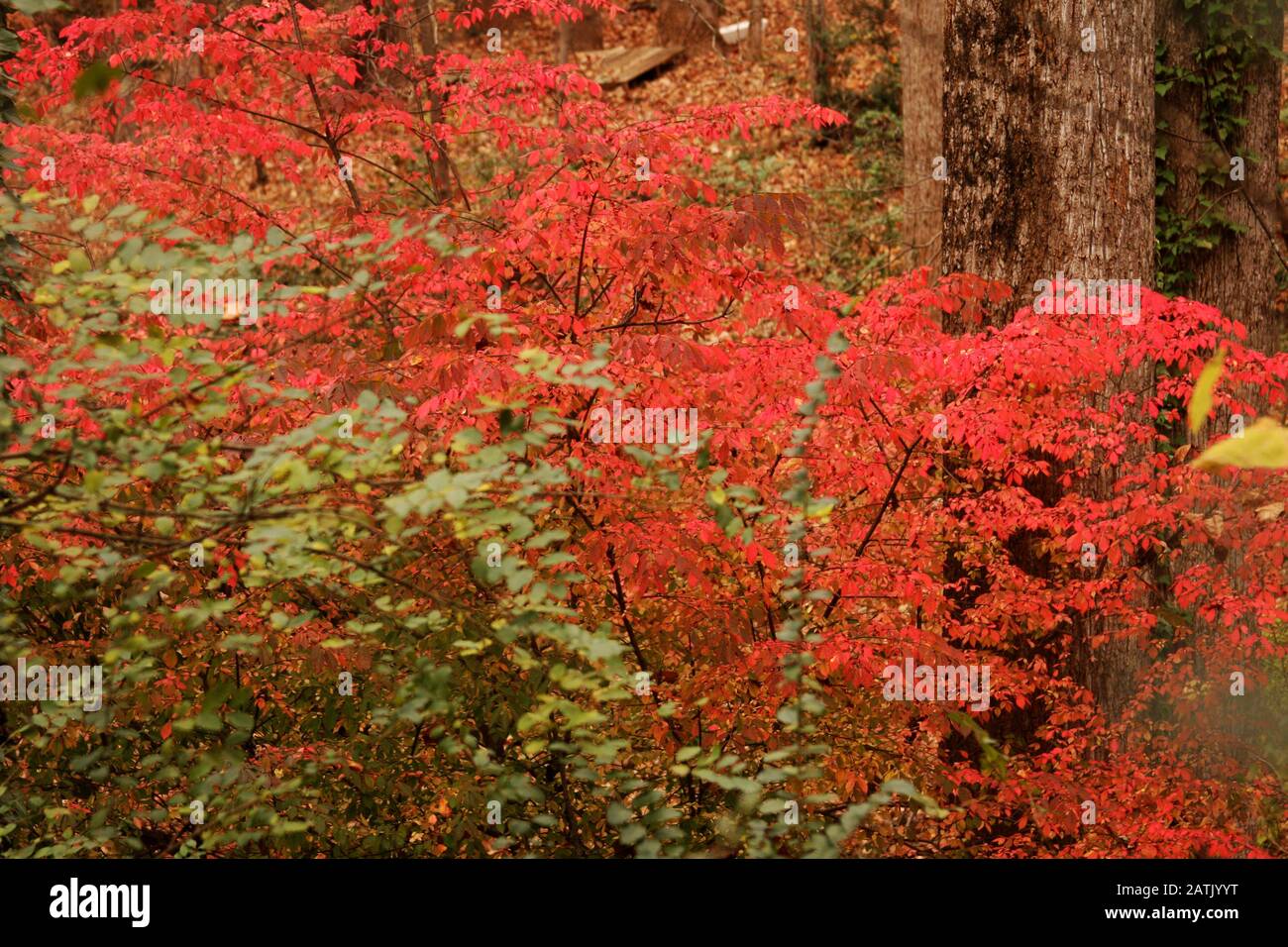 Roter laubbaum -Fotos und -Bildmaterial in hoher Auflösung – Alamy
