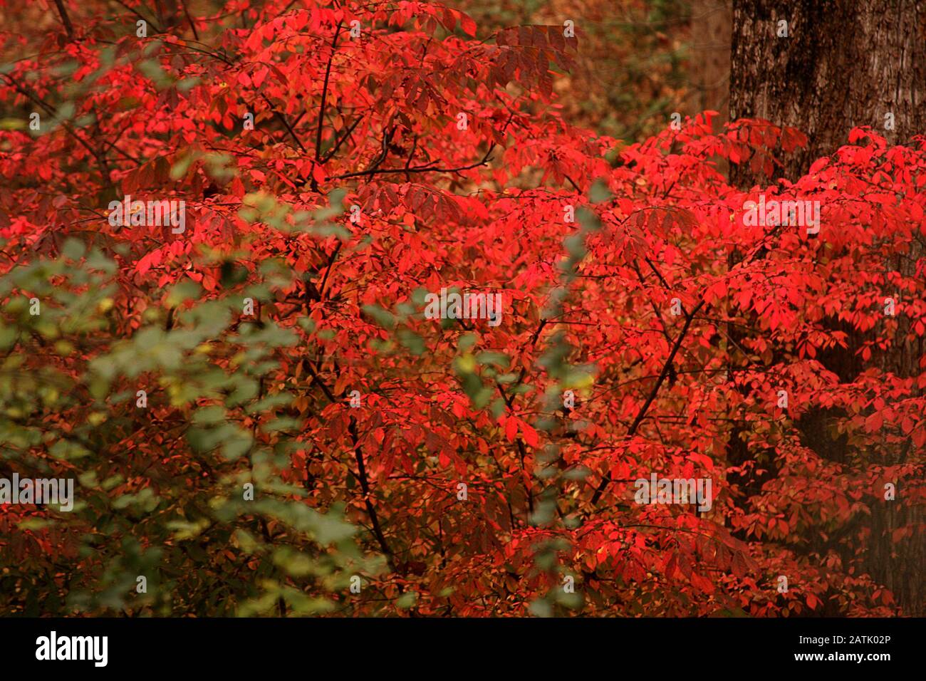 Roter laubbaum -Fotos und -Bildmaterial in hoher Auflösung – Alamy