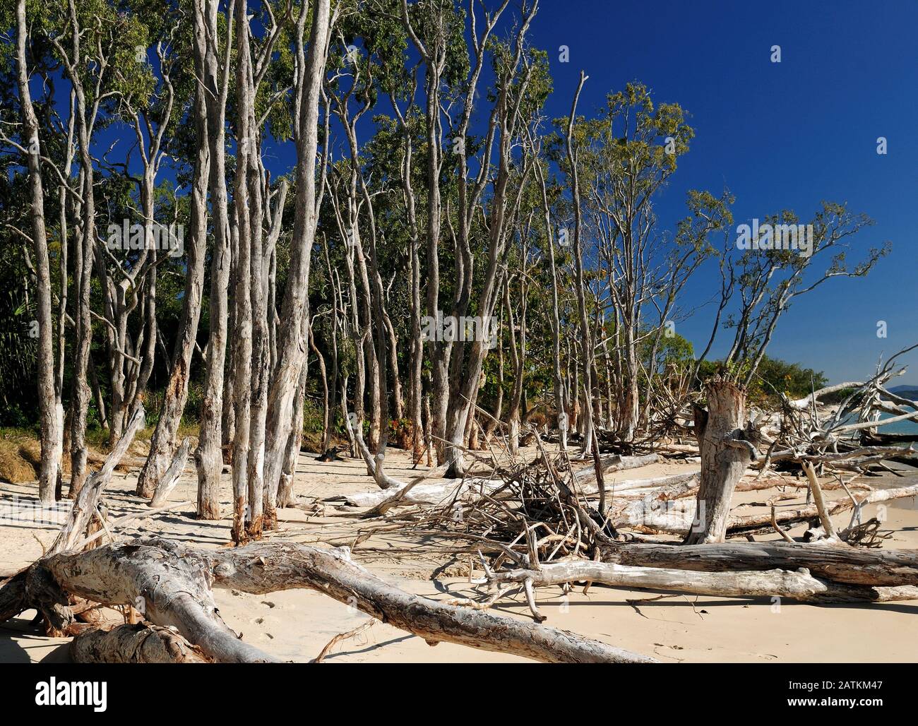 Knobby Trunks And Trees On the Wonderful Tropical Putney Beach On Great ...
