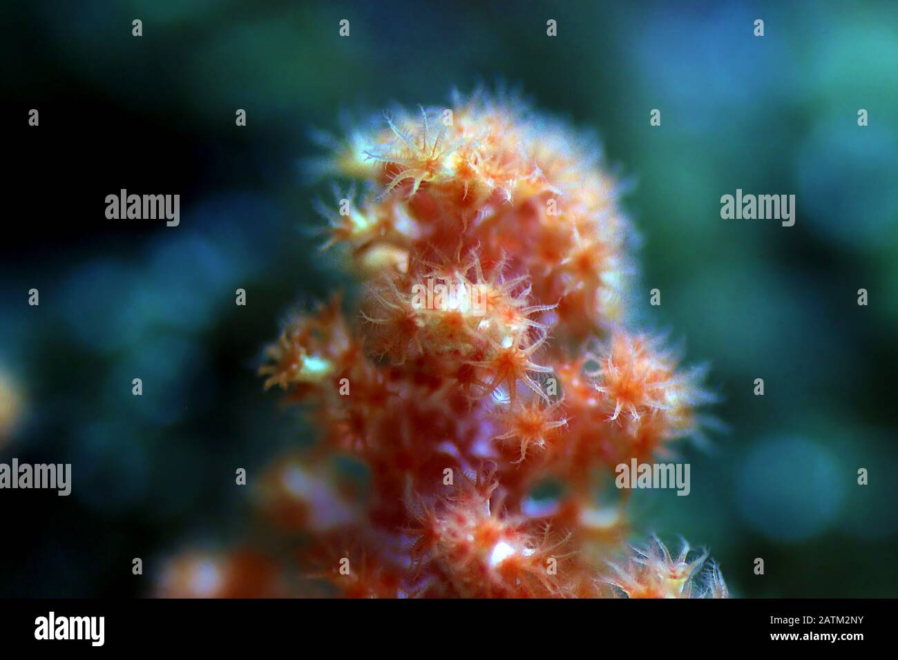 Scleronephthya sp -Fotos und -Bildmaterial in hoher Auflösung – Alamy