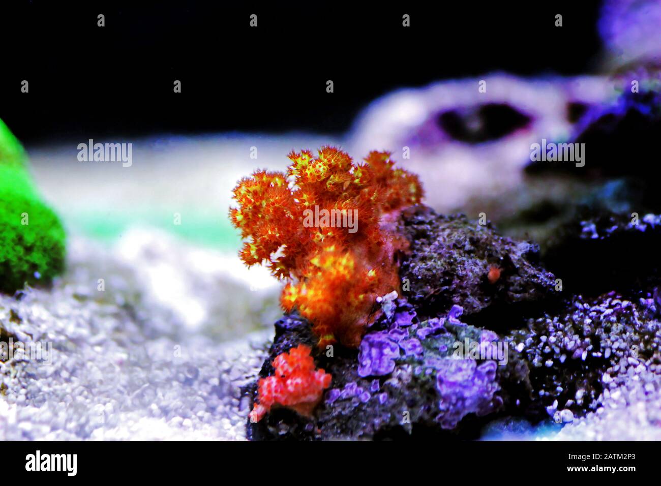 Scleronephthya sp -Fotos und -Bildmaterial in hoher Auflösung – Alamy