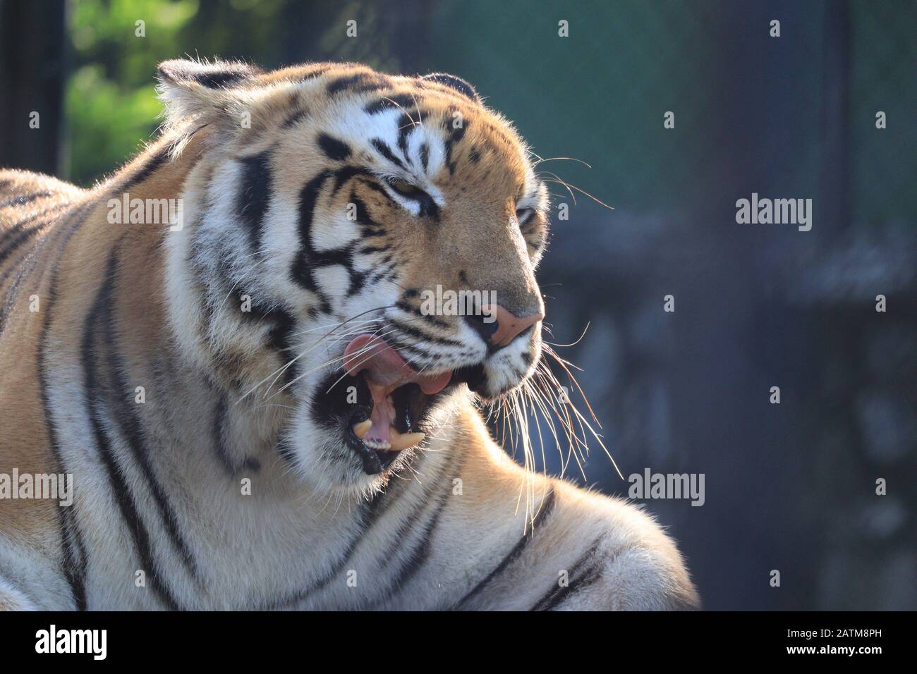 Sand tiger -Fotos und -Bildmaterial in hoher Auflösung – Alamy