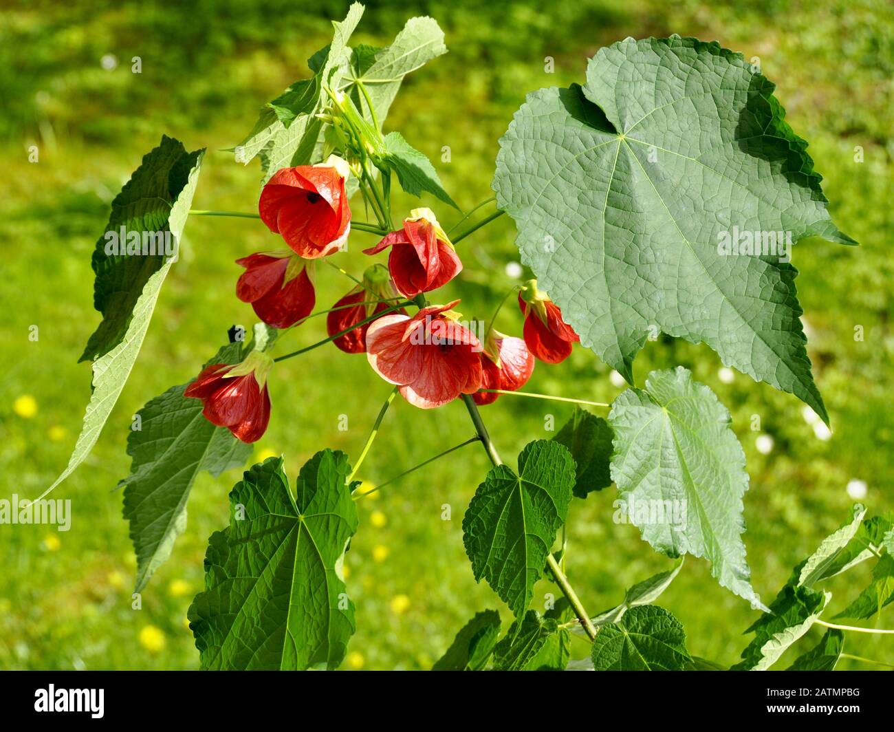 Strauch baum -Fotos und -Bildmaterial in hoher Auflösung – Alamy