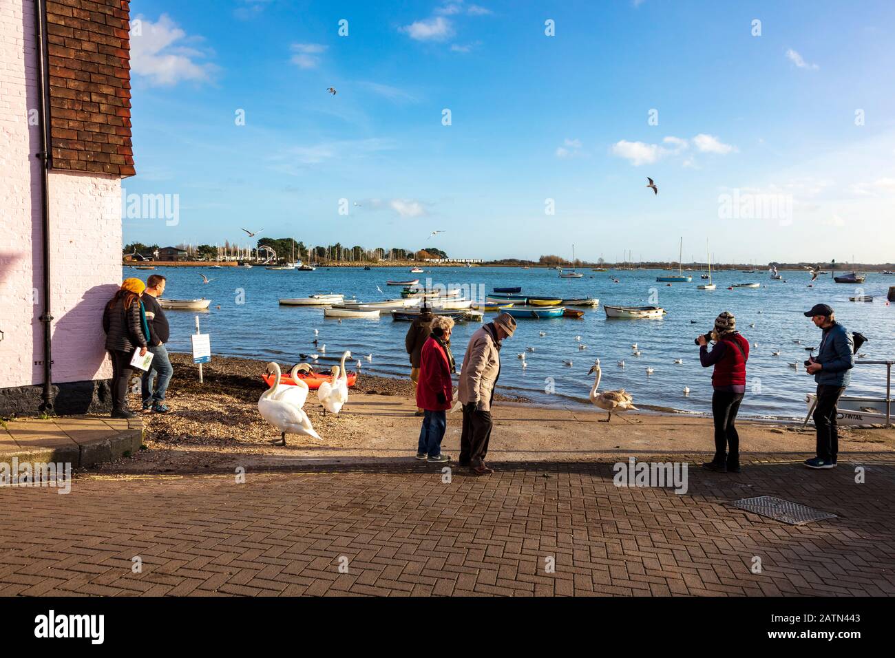 Möwen bilder -Fotos und -Bildmaterial in hoher Auflösung – Alamy