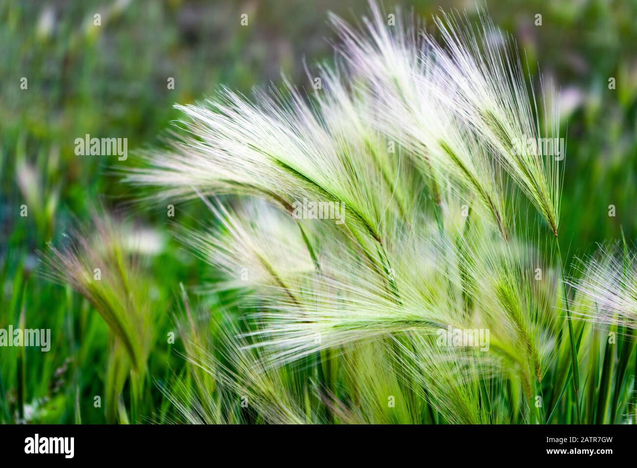 Mattengras. Federgras oder Nadelgras, Nassella tenuissima, bildet sich ...