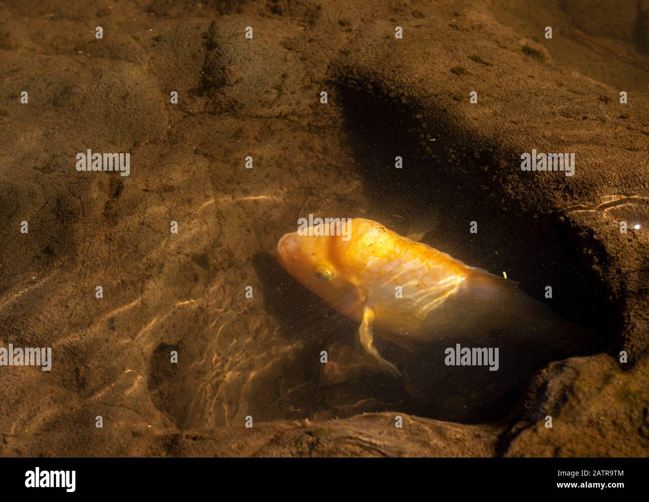 Midas buntbarsch gold -Fotos und -Bildmaterial in hoher Auflösung – Alamy