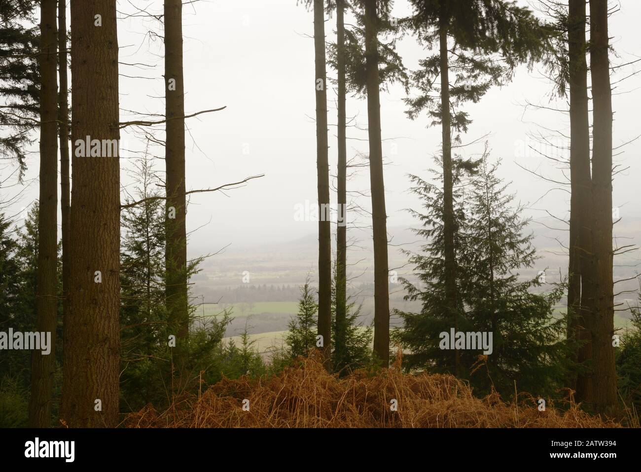 Western hemlock uk -Fotos und -Bildmaterial in hoher Auflösung – Alamy