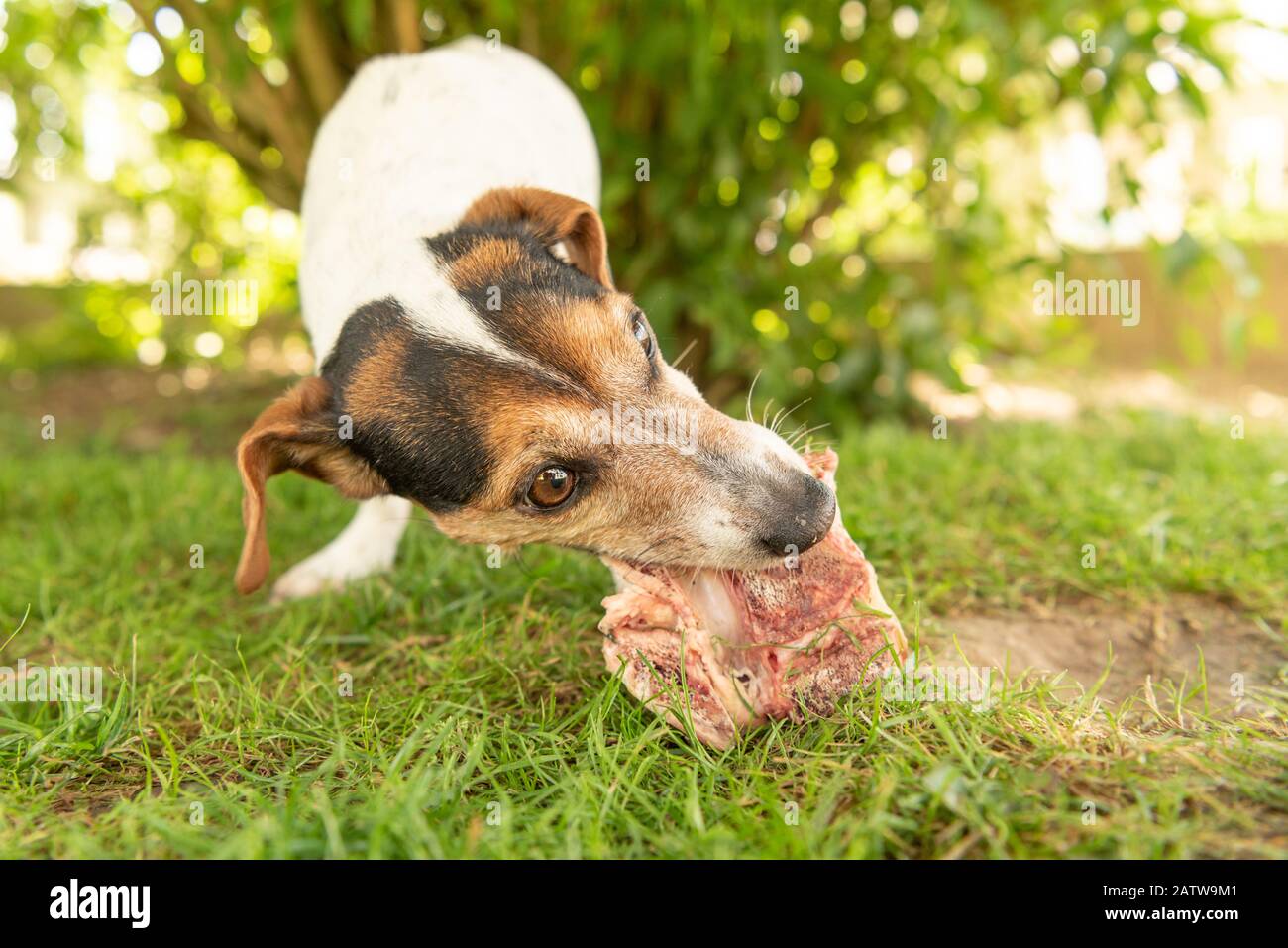 Fleisch mit knochen -Fotos und -Bildmaterial in hoher Auflösung – Alamy