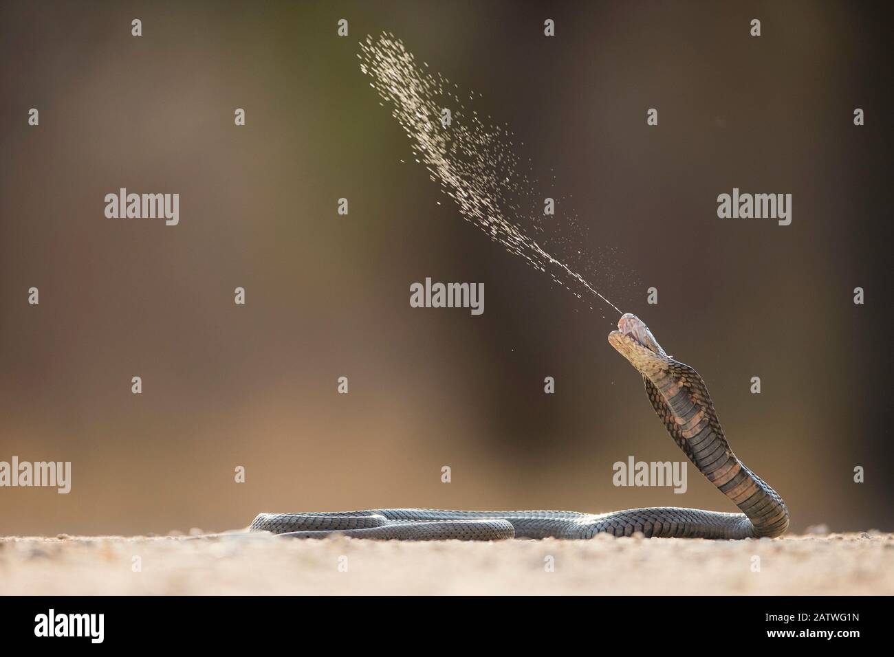 Snake mozambique spitting cobra -Fotos und -Bildmaterial in hoher ...