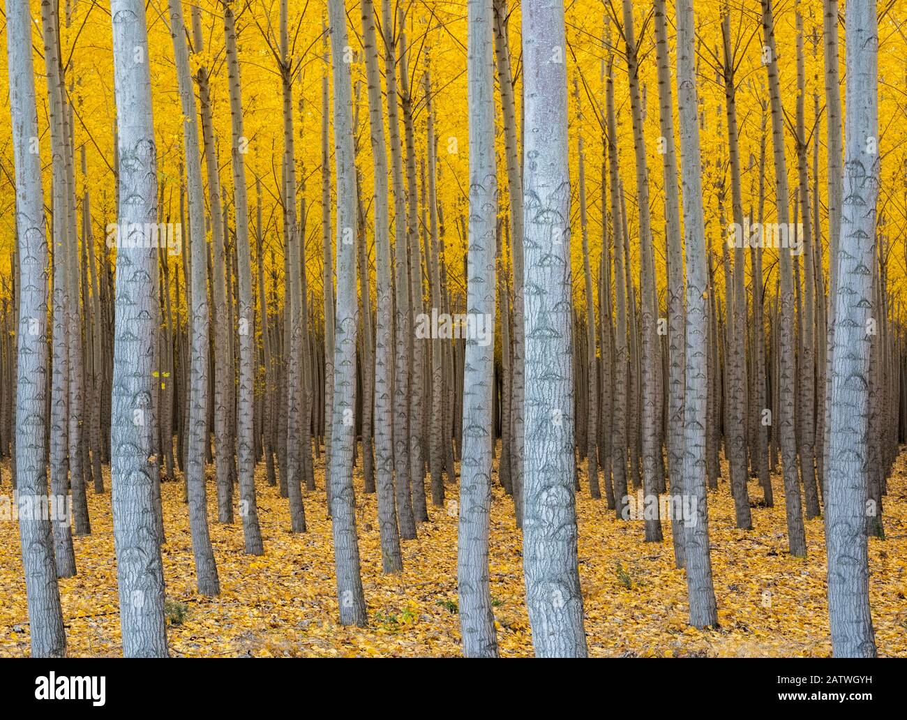 Hybrid Poplar Tree Populus Wikipedia