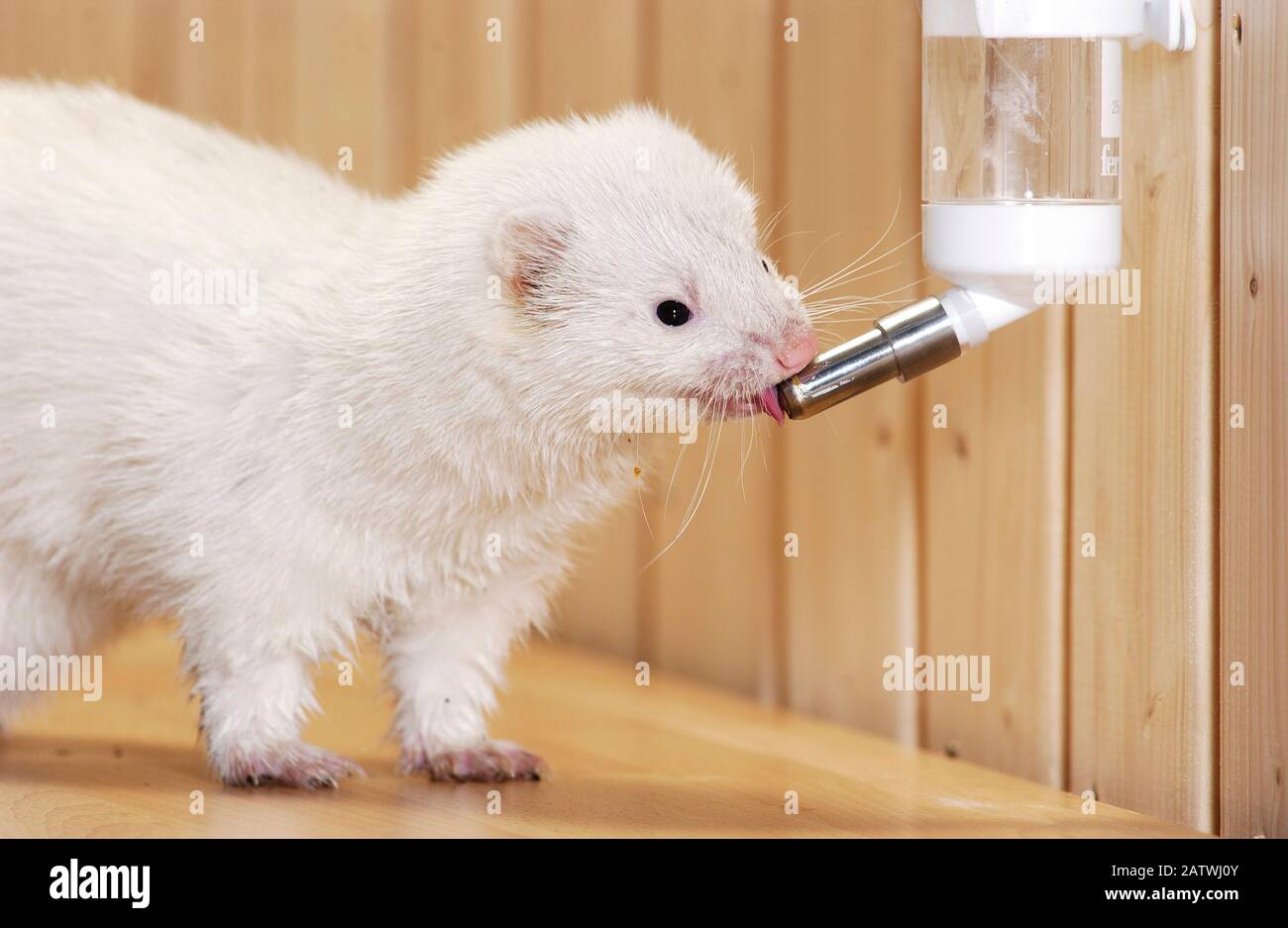 Panda frettchen -Fotos und -Bildmaterial in hoher Auflösung – Alamy