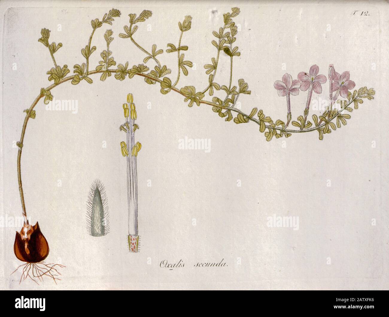 Sorrel historical illustration -Fotos und -Bildmaterial in hoher ...
