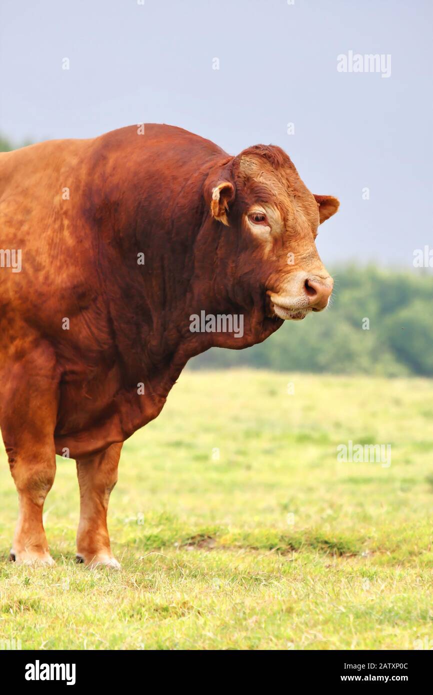 Gesunder ochse -Fotos und -Bildmaterial in hoher Auflösung – Alamy