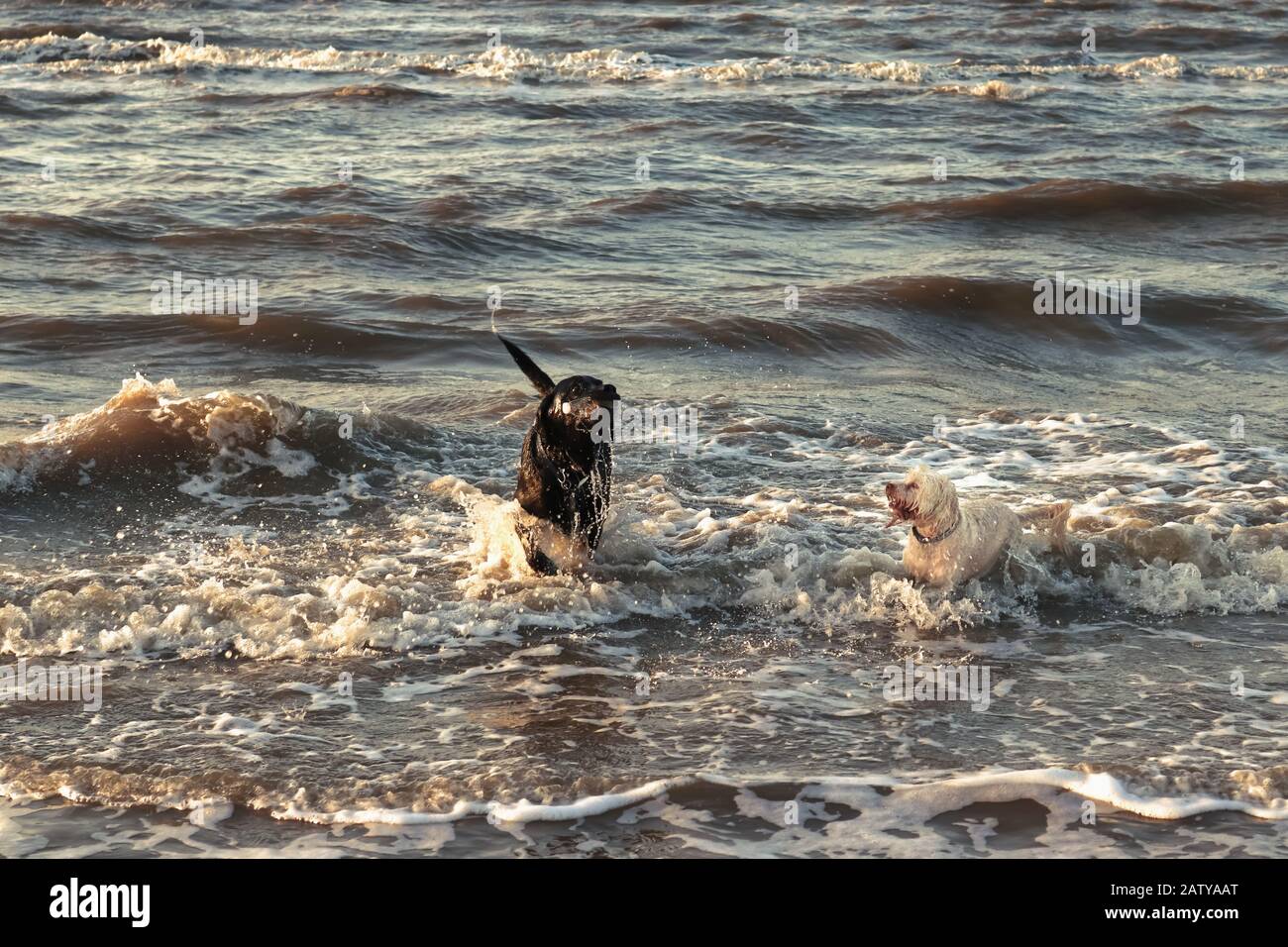 Hund Holt Aus Dem Wasser Stockfotos und -bilder Kaufen - Alamy