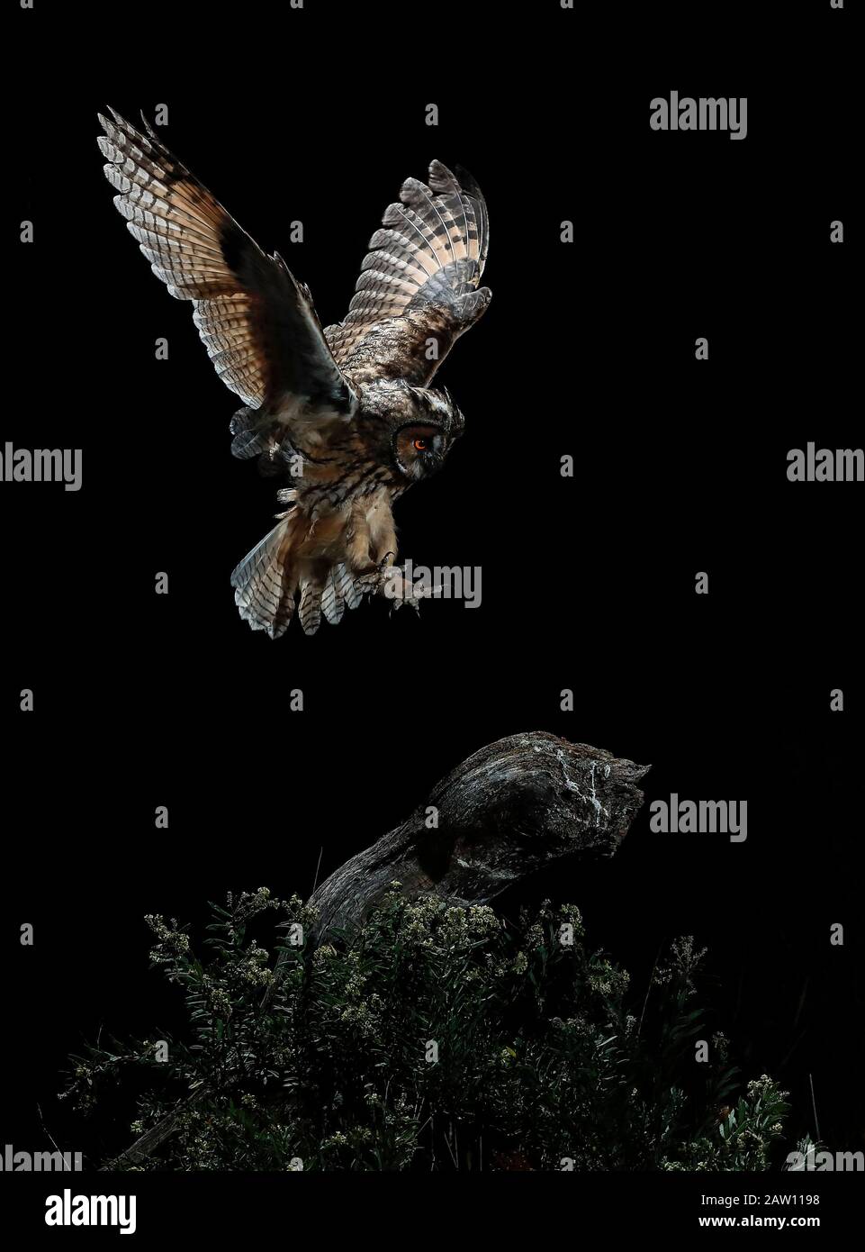 Waldohreule im flug -Fotos und -Bildmaterial in hoher Auflösung – Alamy