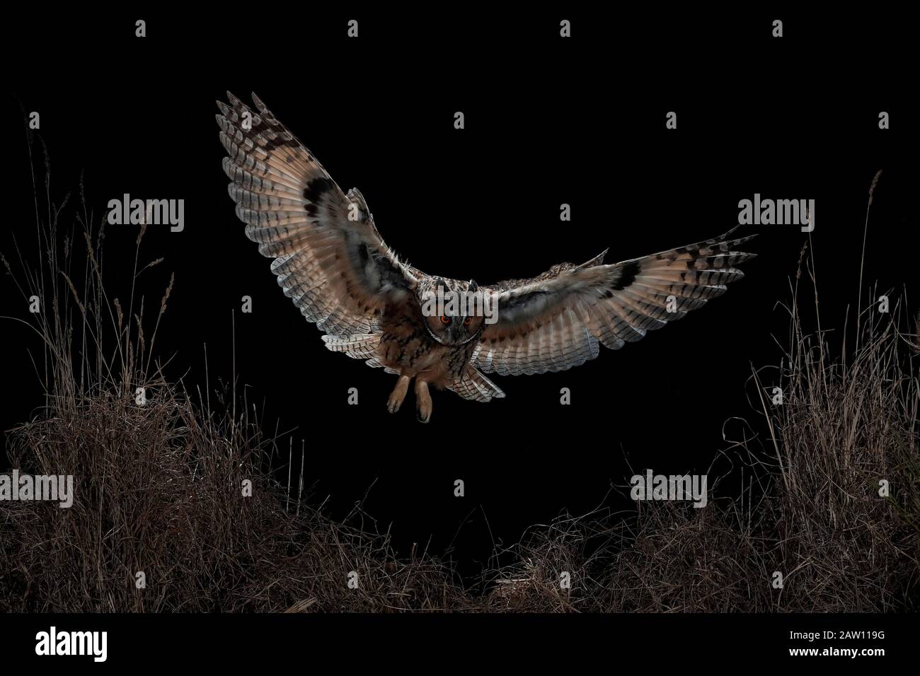 Waldohreule im flug -Fotos und -Bildmaterial in hoher Auflösung – Alamy