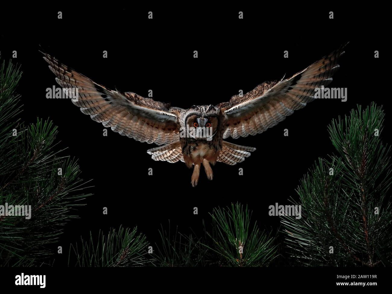 Waldohreule im flug -Fotos und -Bildmaterial in hoher Auflösung – Alamy