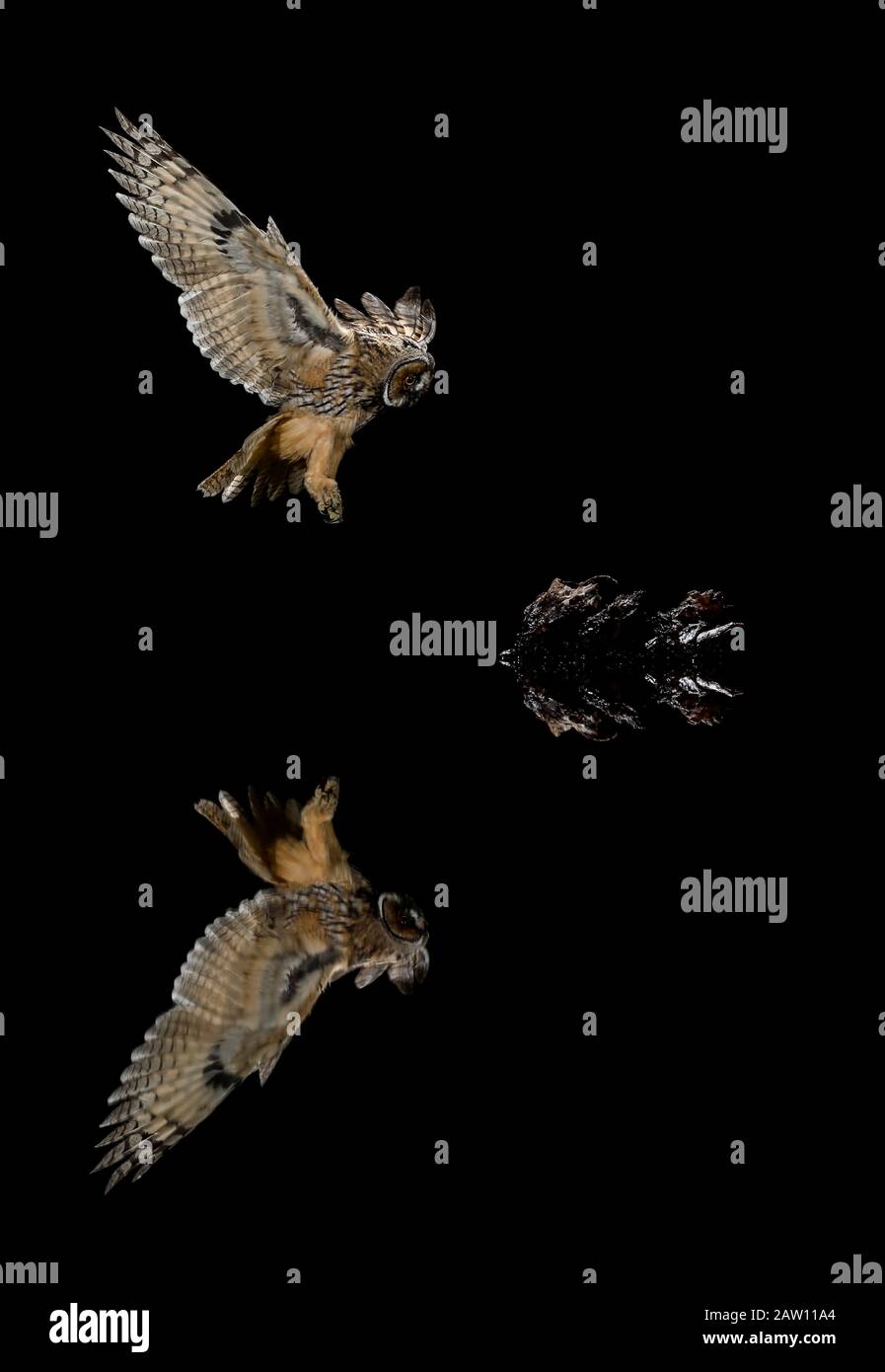 Waldohreule im flug -Fotos und -Bildmaterial in hoher Auflösung – Alamy