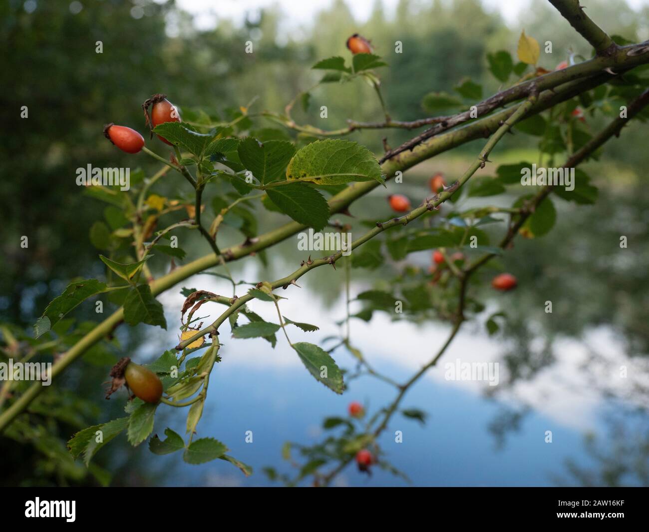 Strauch arbuste busch -Fotos und -Bildmaterial in hoher Auflösung – Alamy
