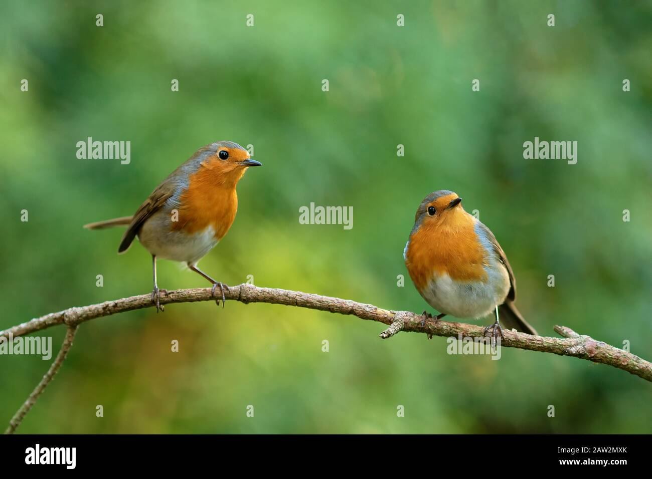 Robin Im Wald Stockfotos und -bilder Kaufen - Alamy