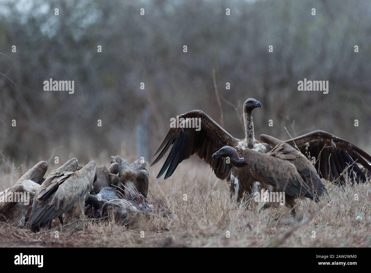 Geier cartoon -Fotos und -Bildmaterial in hoher Auflösung – Alamy