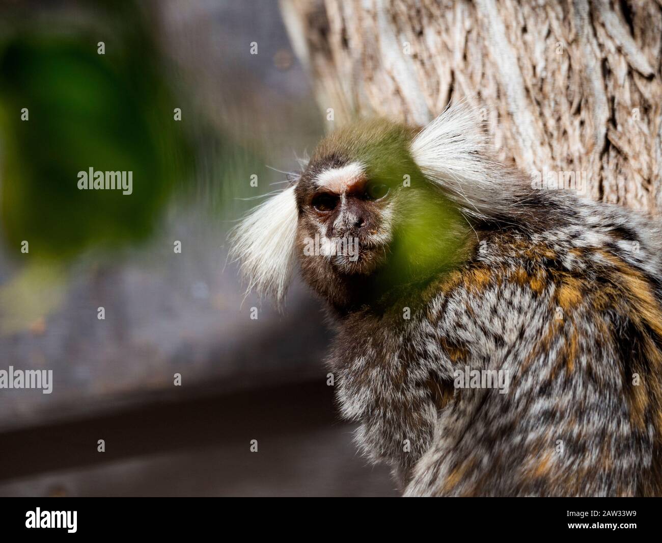 Affe wegsehen -Fotos und -Bildmaterial in hoher Auflösung – Alamy