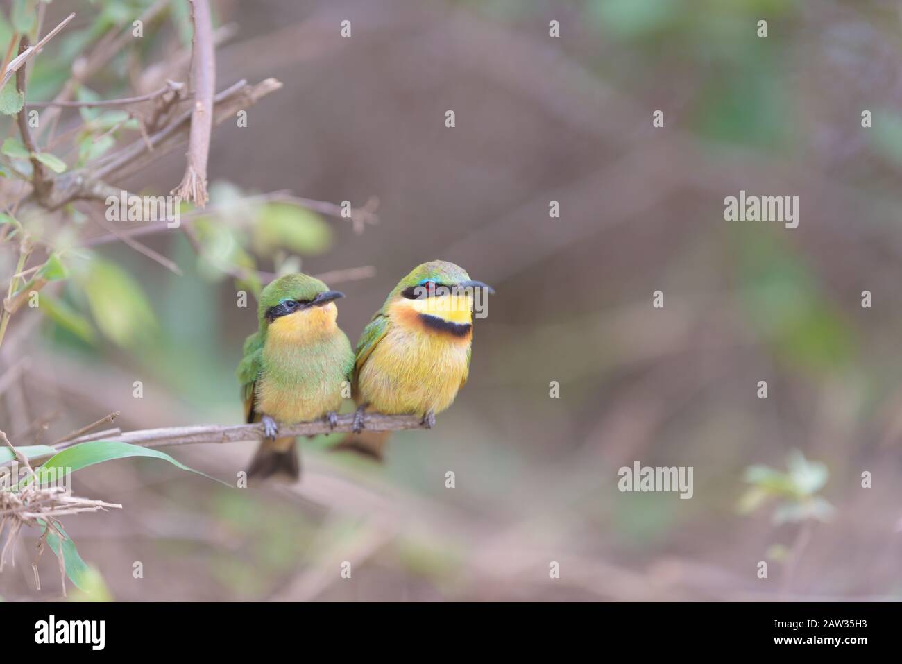 Baby biene -Fotos und -Bildmaterial in hoher Auflösung – Alamy