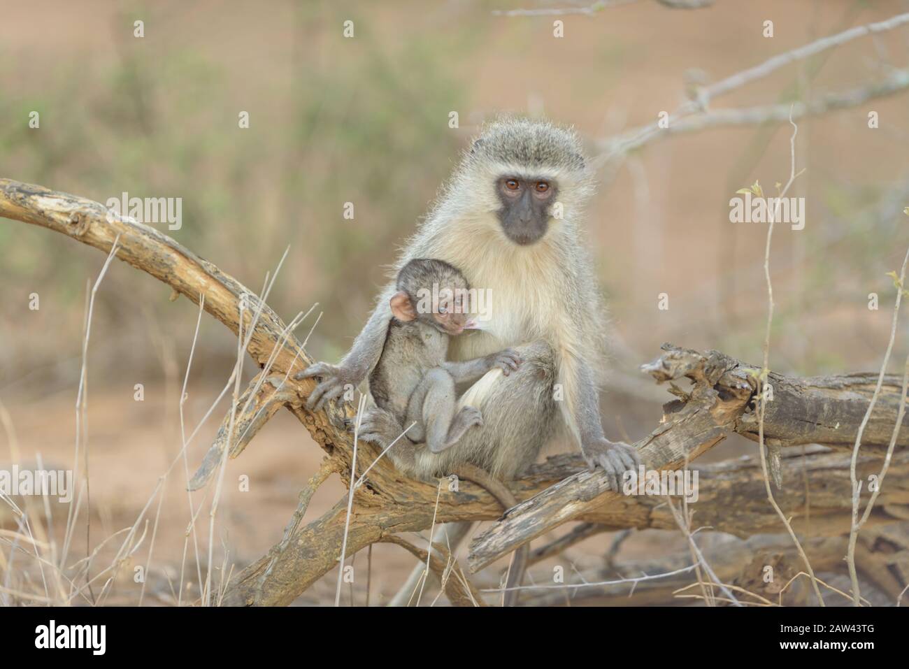 Primat affe mutter baby zwei -Fotos und -Bildmaterial in hoher ...