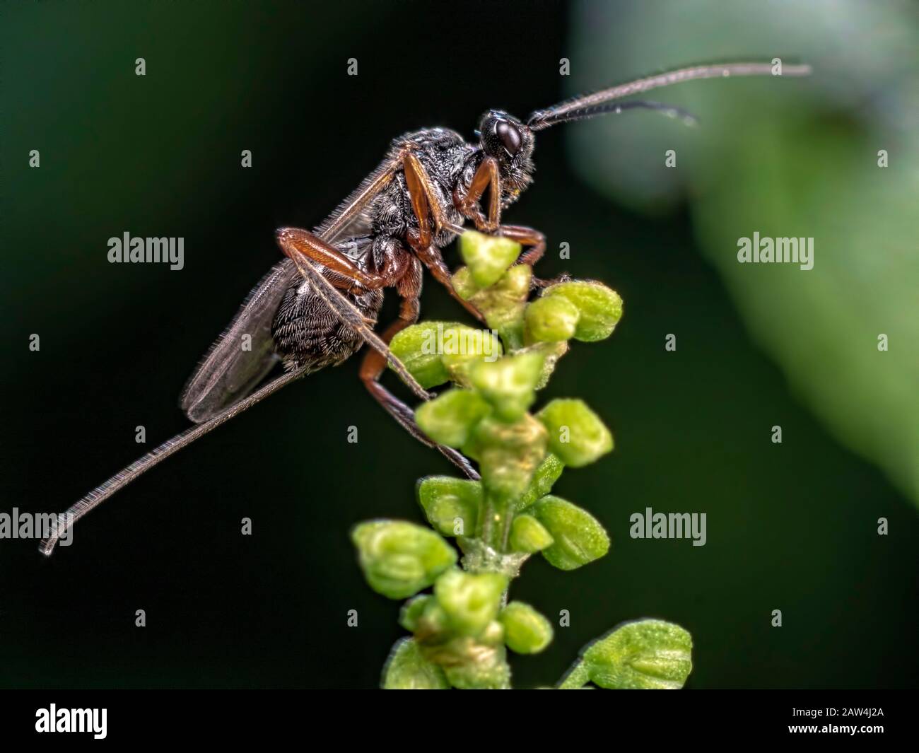 Pimpla rufipes -Fotos und -Bildmaterial in hoher Auflösung – Alamy