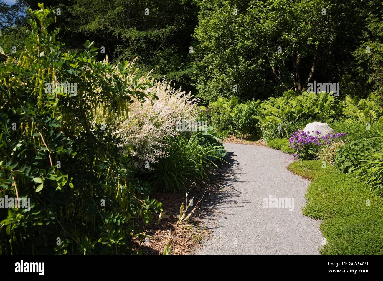 Salix integra strauch -Fotos und -Bildmaterial in hoher Auflösung – Alamy