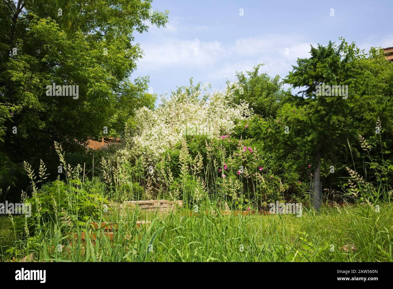 Salix integra strauch -Fotos und -Bildmaterial in hoher Auflösung – Alamy