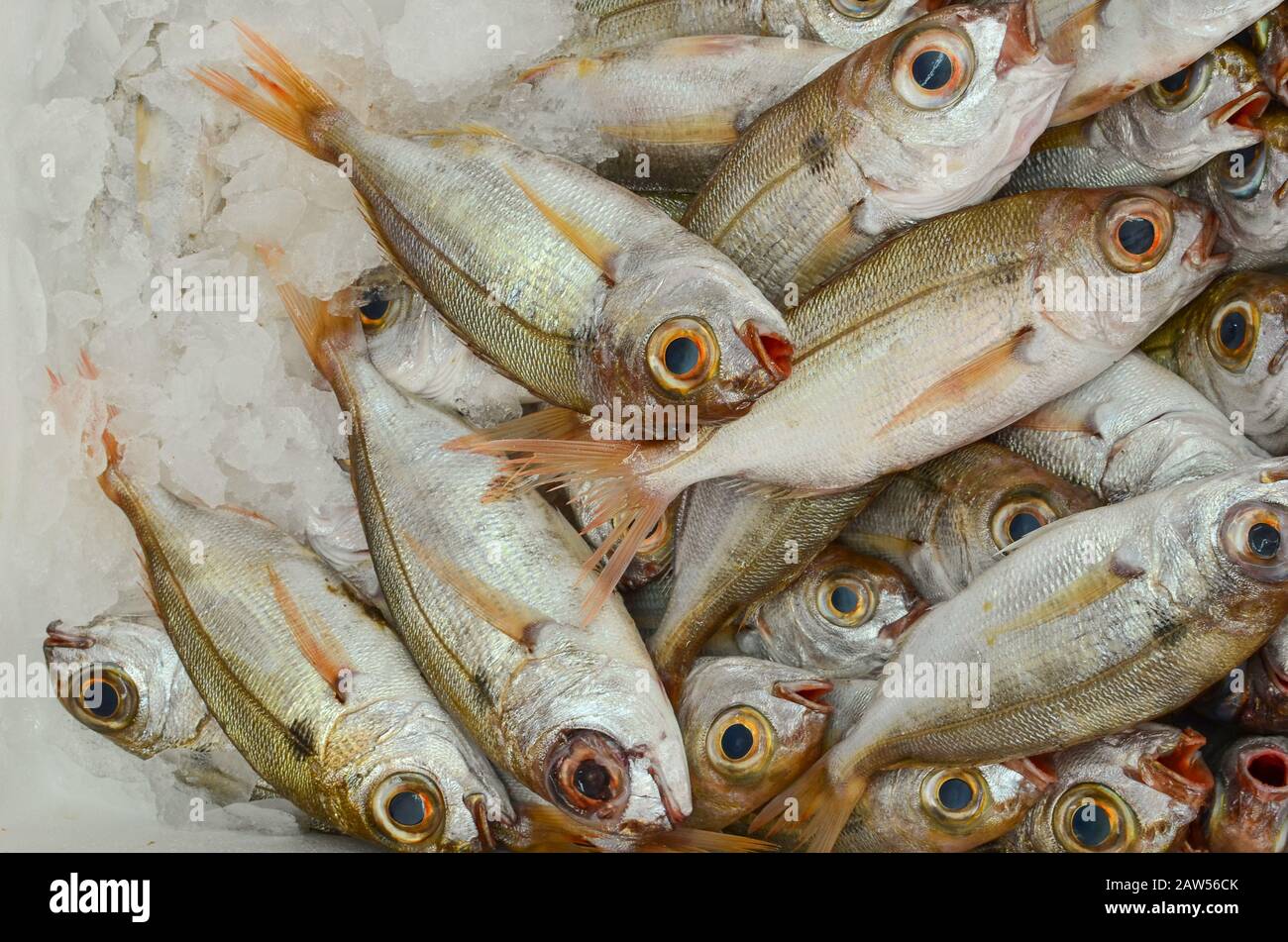 Frisch gefangener seefisch -Fotos und -Bildmaterial in hoher Auflösung ...