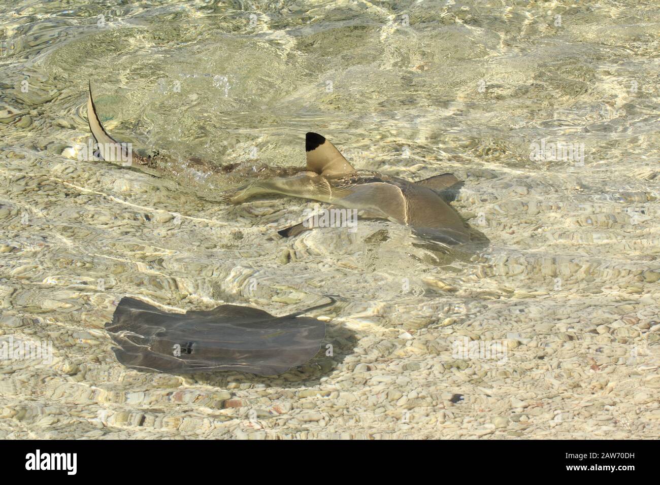 Ray-Fisch und Schwarzspitzen-Riffhai in der Lagune von rangiroa ...