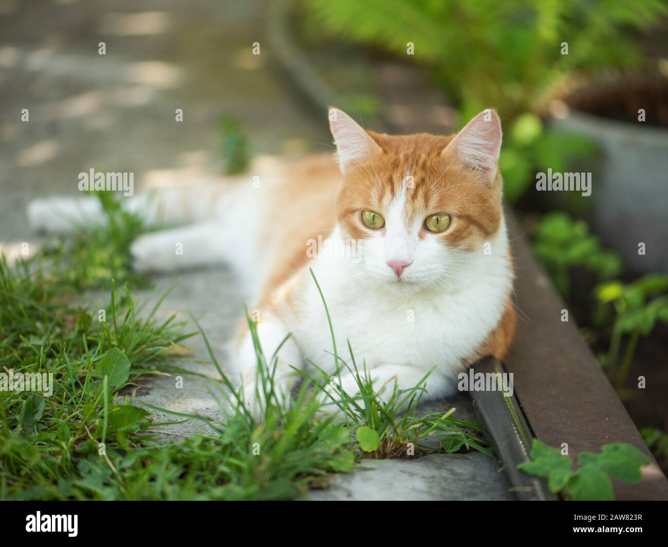 Rote miezekatze -Fotos und -Bildmaterial in hoher Auflösung – Alamy