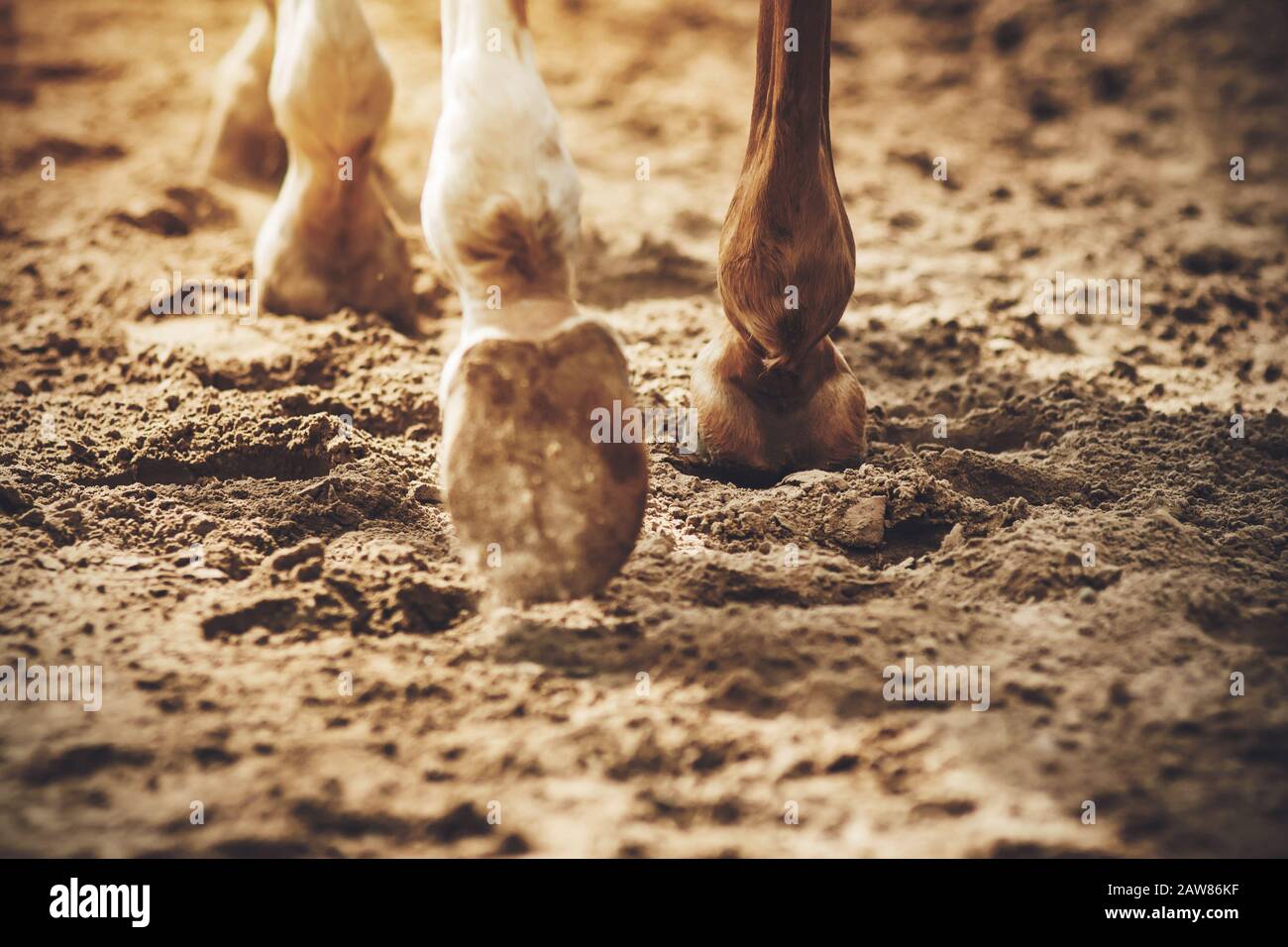 Anatomie huf pferd -Fotos und -Bildmaterial in hoher Auflösung – Alamy