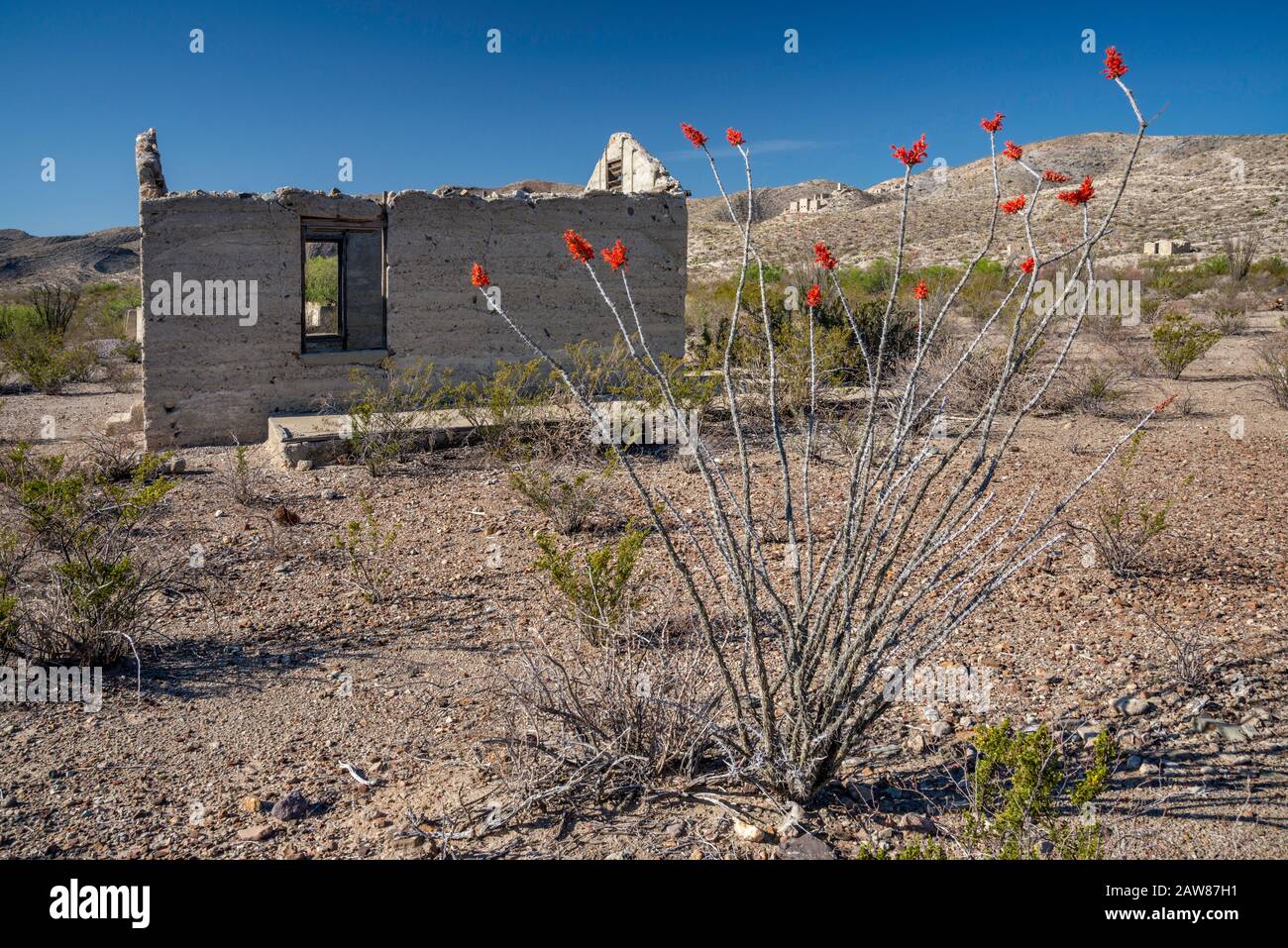 Blooming ocotillo, Bergarbeiterruine mit Mariscal Mine in der Ferne ...