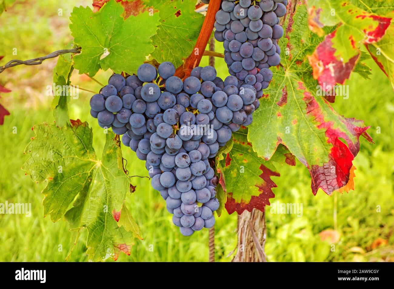 Weinstock mit reife Trauben im Weinberg vor der Ernte Stockfotografie ...
