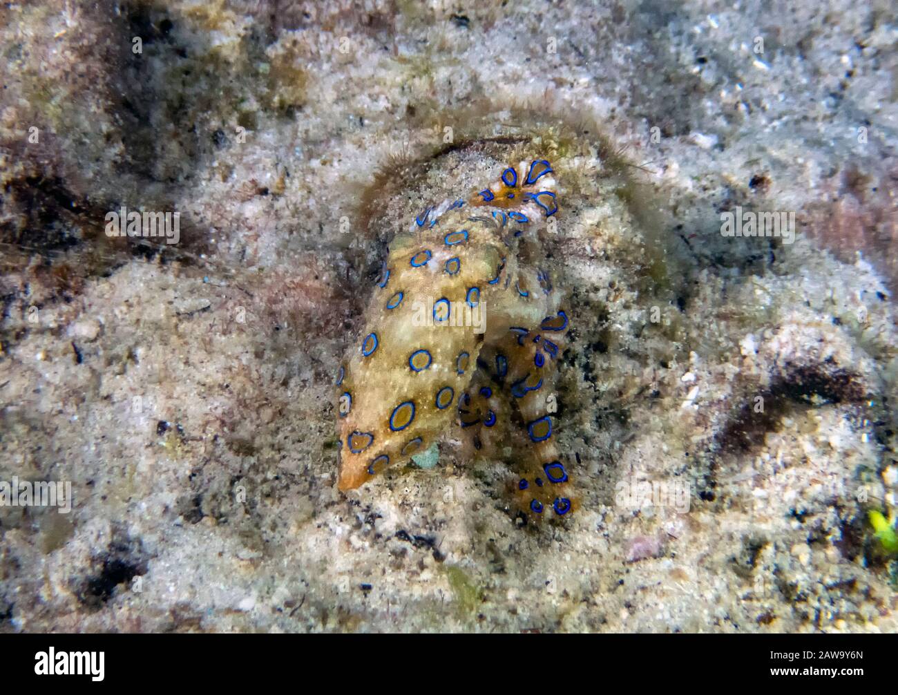 Hapalochlaena lunulata giftiger blau beringter oktopus -Fotos und ...