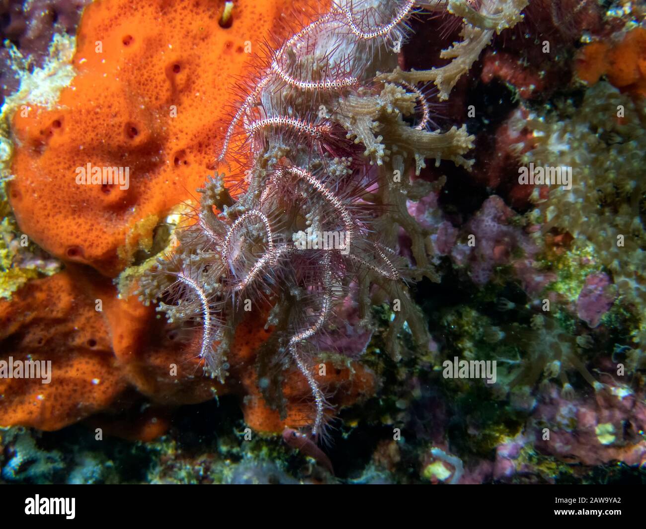 Ophiuroidea sp -Fotos und -Bildmaterial in hoher Auflösung – Alamy