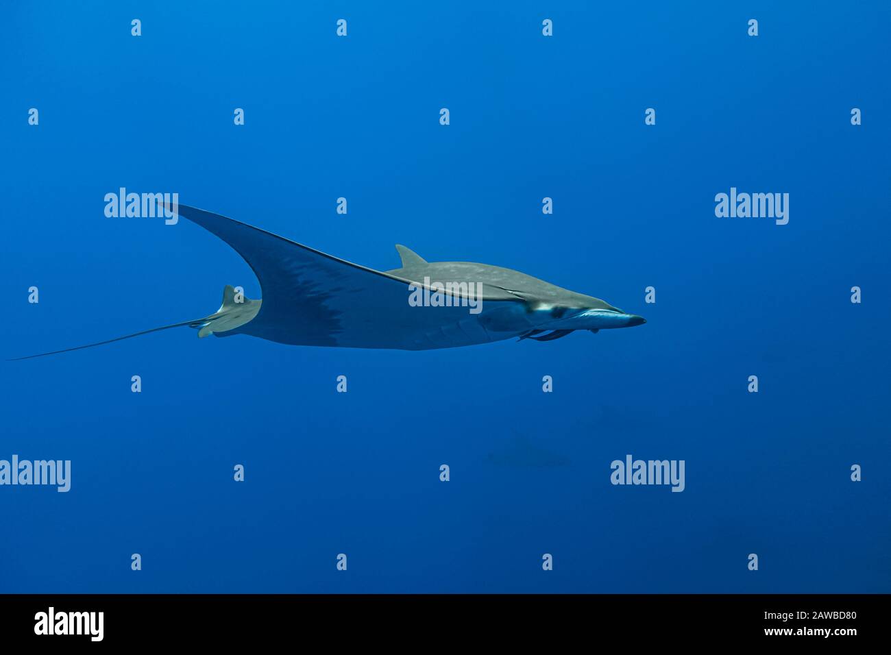 Ray Mobula - Raie Mobula (Mobula mobular), Pico Island, Azoren Archipel ...