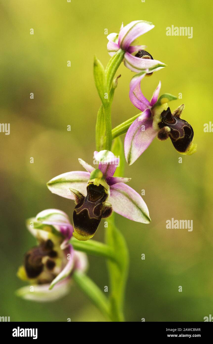 Der Apiformis-Infloreszenz (Ophrys scolopax subsp. Picta aka Ophrys ...