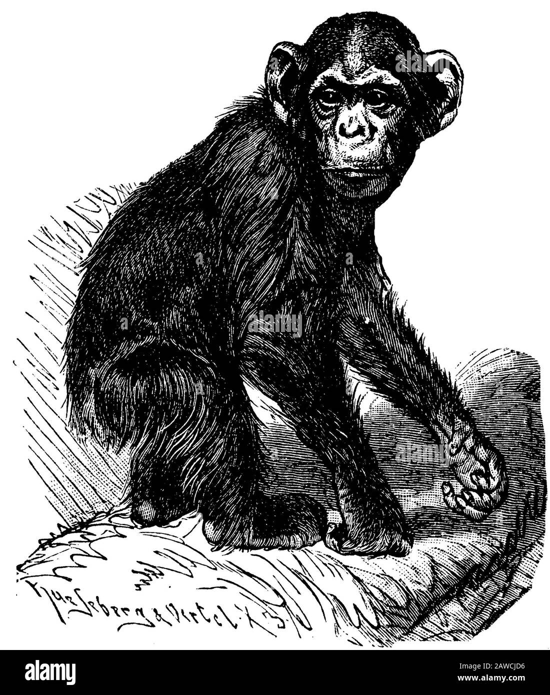 Schimpansen evolution -Fotos und -Bildmaterial in hoher Auflösung – Alamy