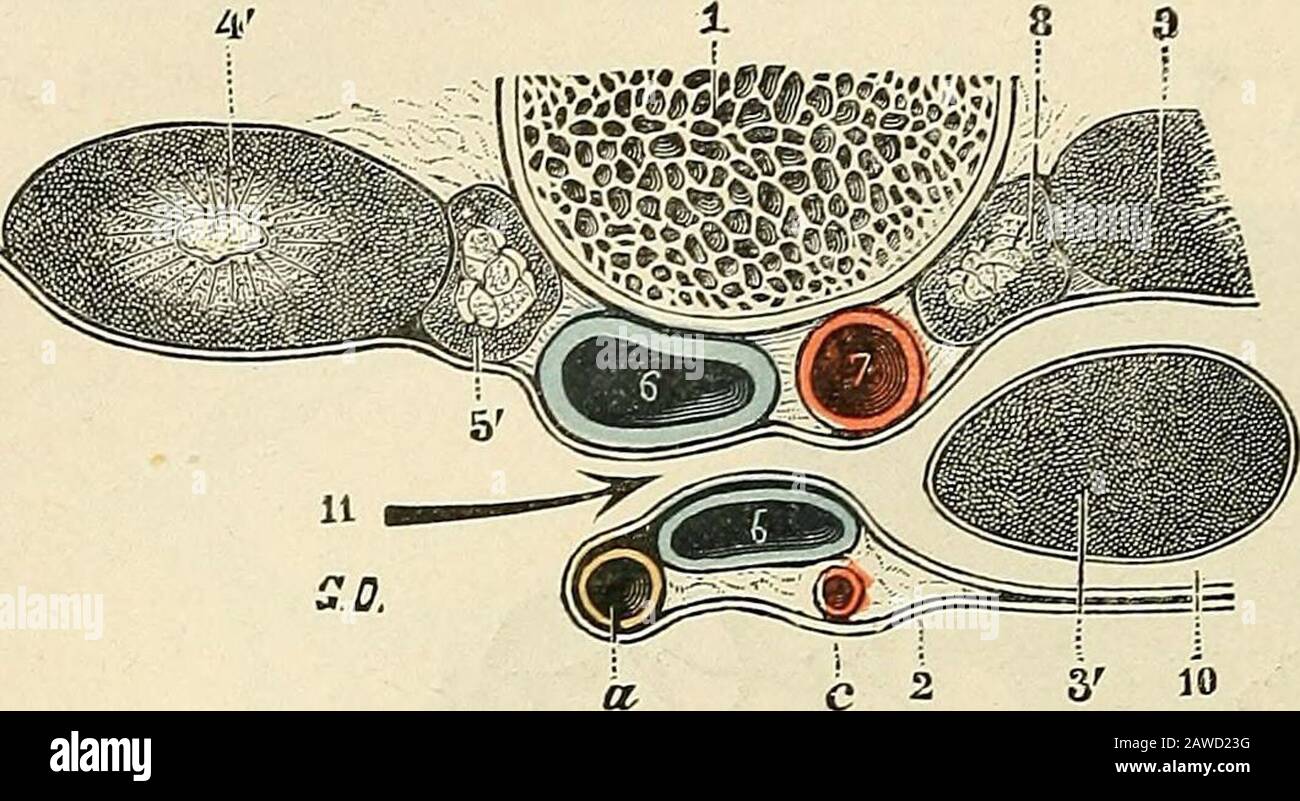 Traité d'Anatomie humaine. Abb. 223 bis.Veine porte et ses branches ...