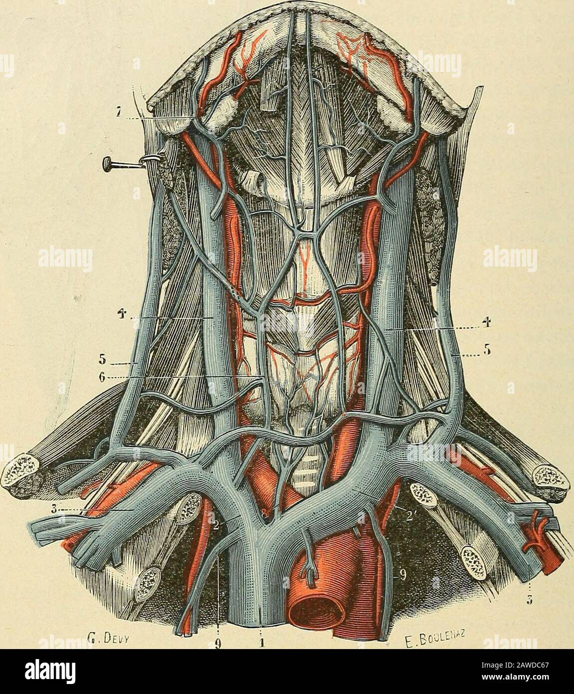 Traité d'Anatomie humaine. rs. Elles perforent alors lapo-névrose ...