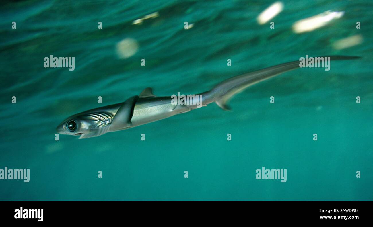 Gemeiner Fuchshai Stockfotos und -bilder Kaufen - Alamy